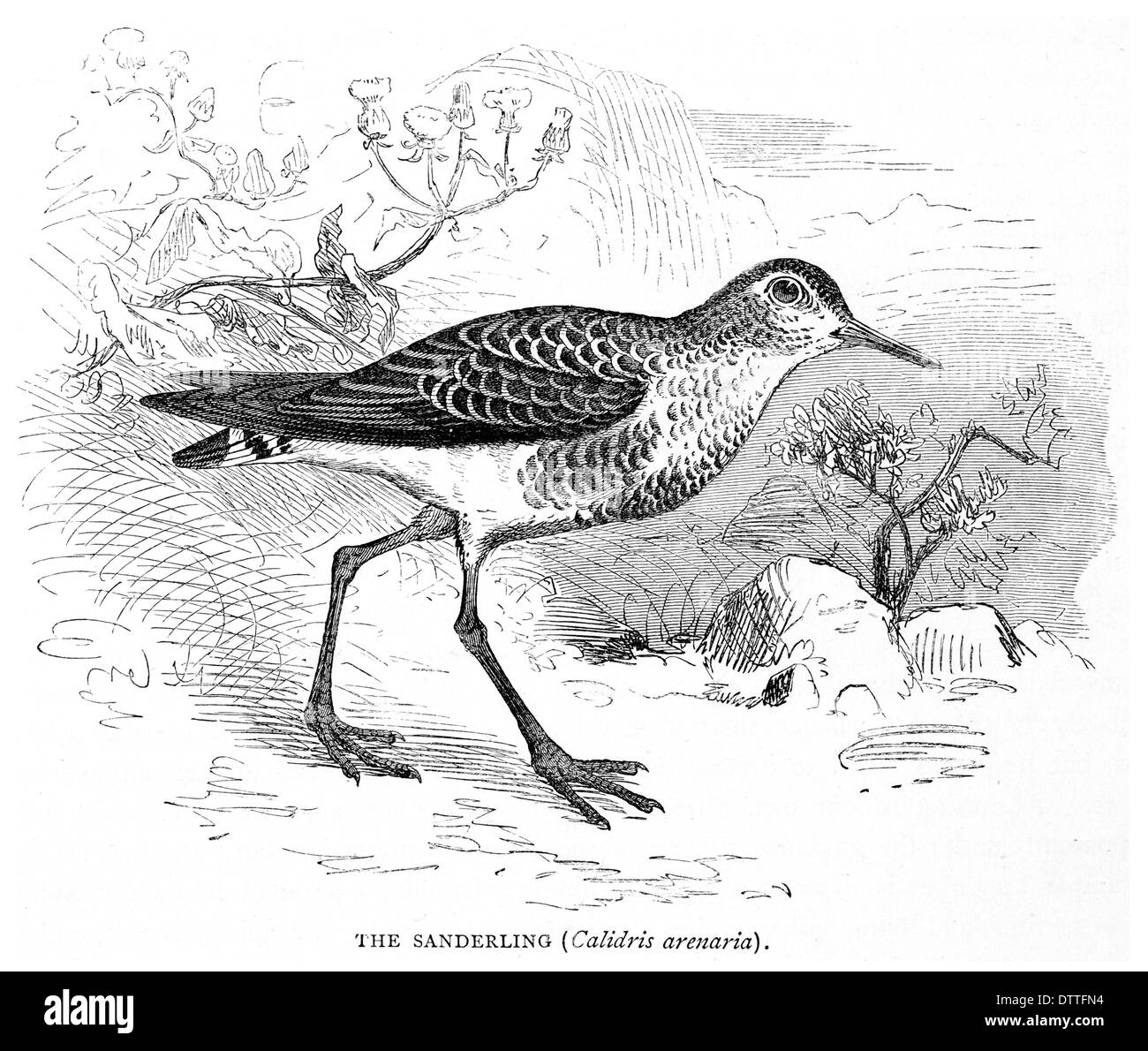 Sanderling Black and White Stock Photos & Images - Alamy