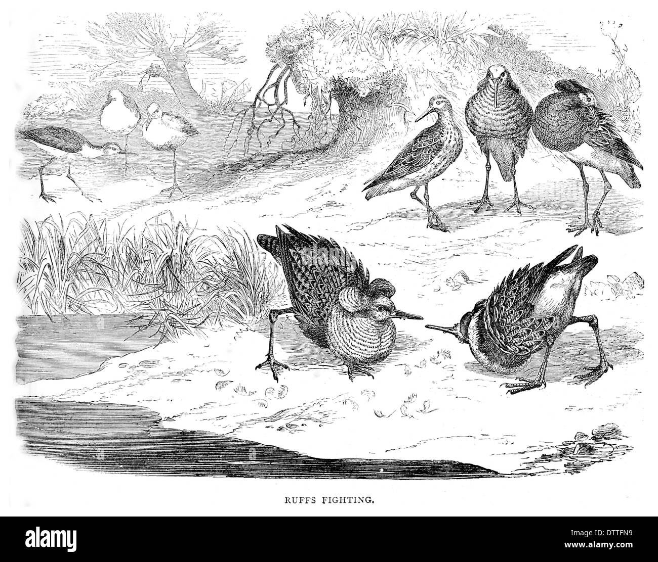 The ruffs hi-res stock photography and images - Alamy