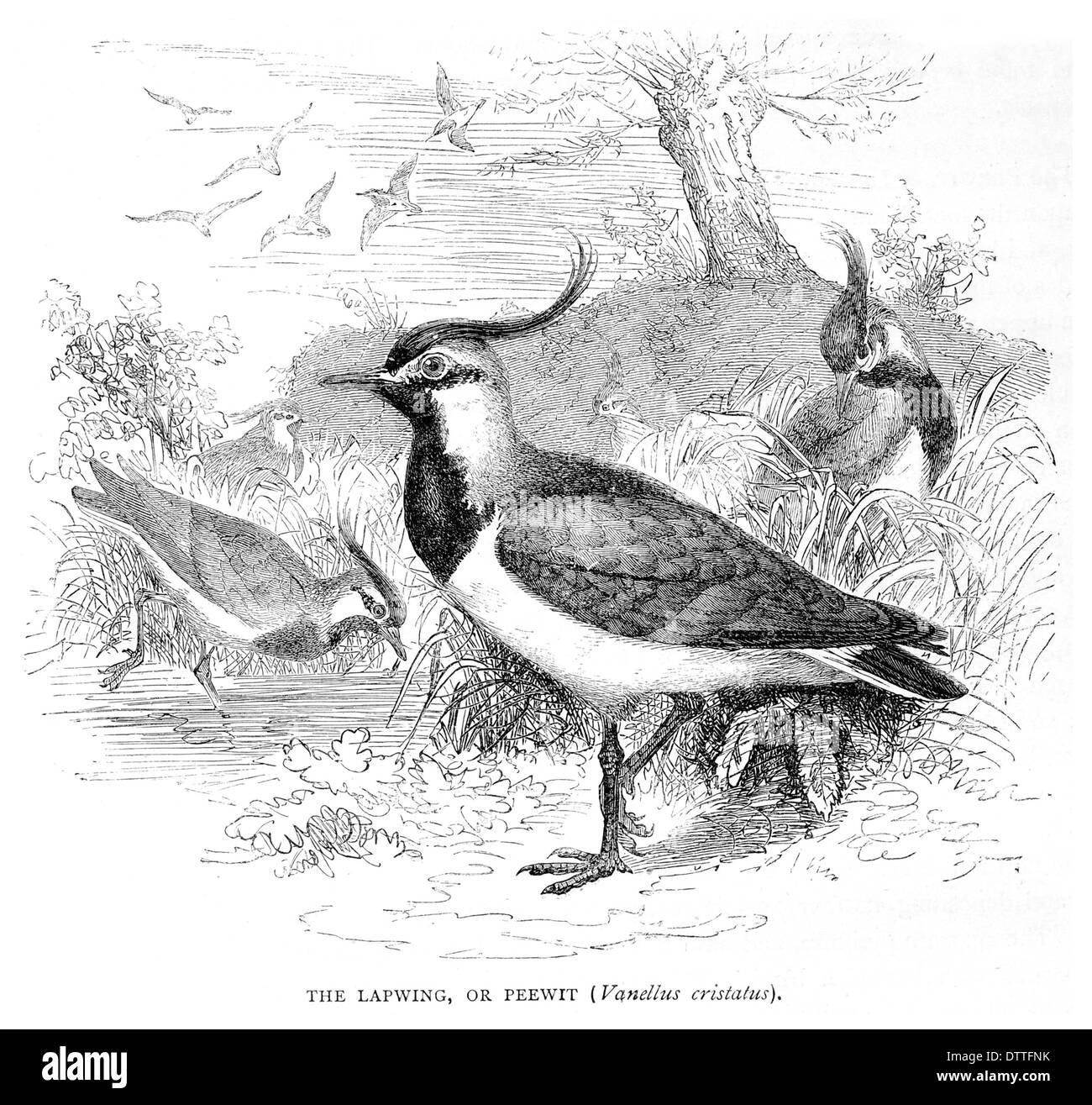 Lapwing head Cut Out Stock Images & Pictures - Alamy