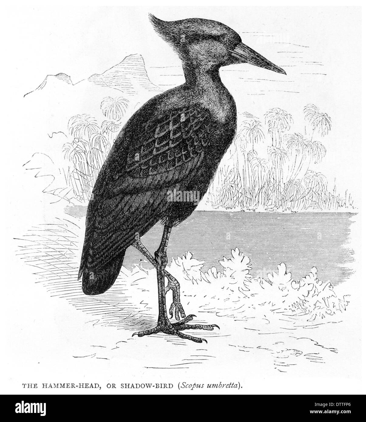 Bird head ancient Black and White Stock Photos & Images - Alamy