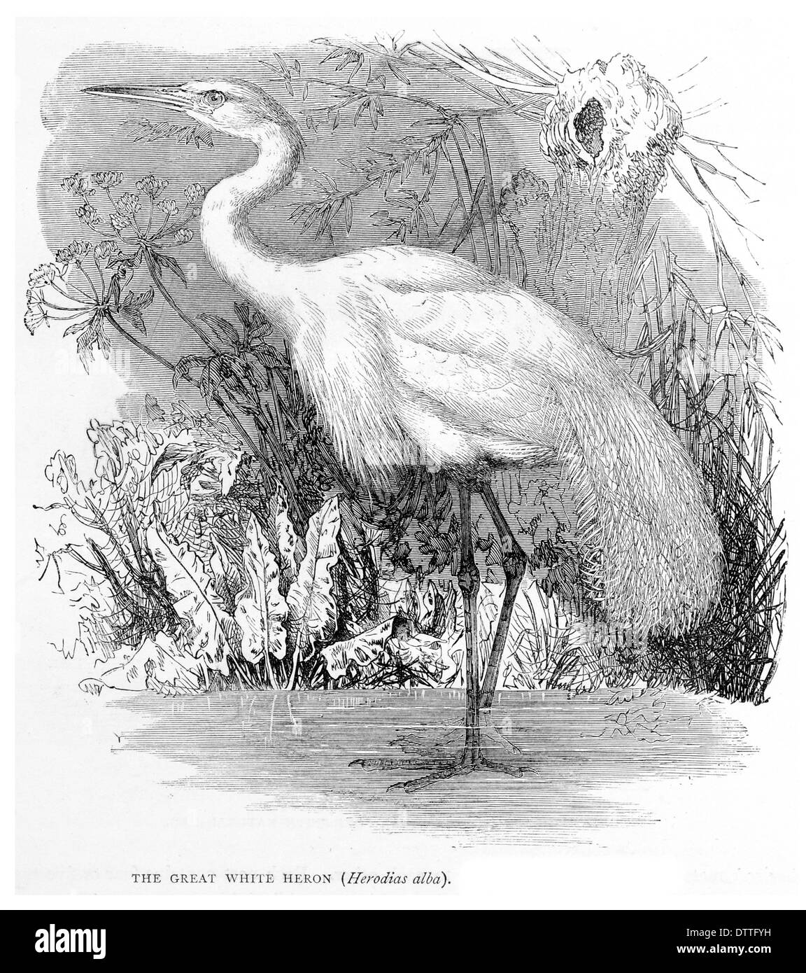 Great white heron art photo image Cut Out Stock Images & Pictures - Alamy Great white heron art photo image Cut Out Stock Images & Pictures - Alamy