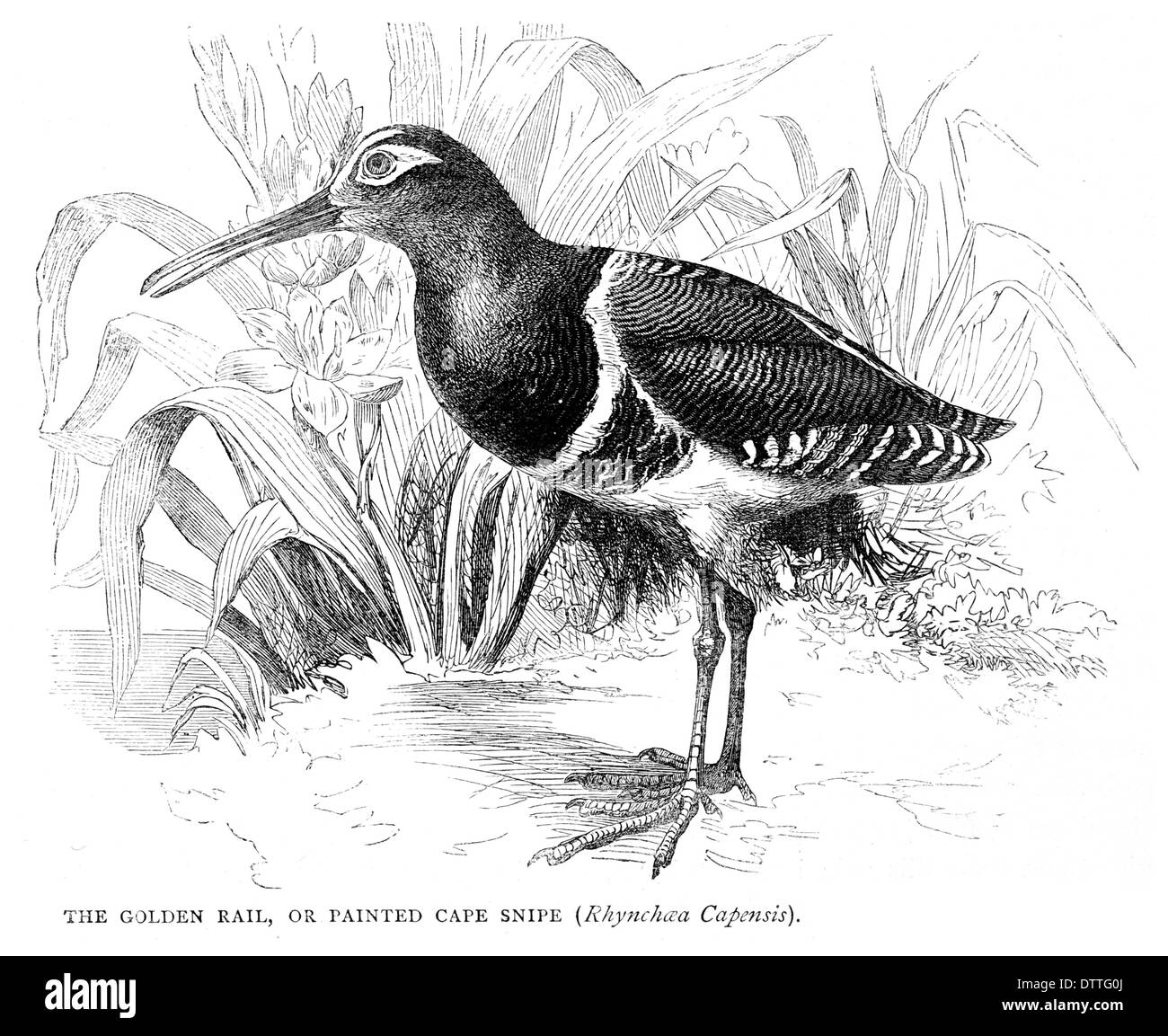 Golden Rail or Painted Cape Snipe Rhynchaea Capensis Stock Photo - Alamy