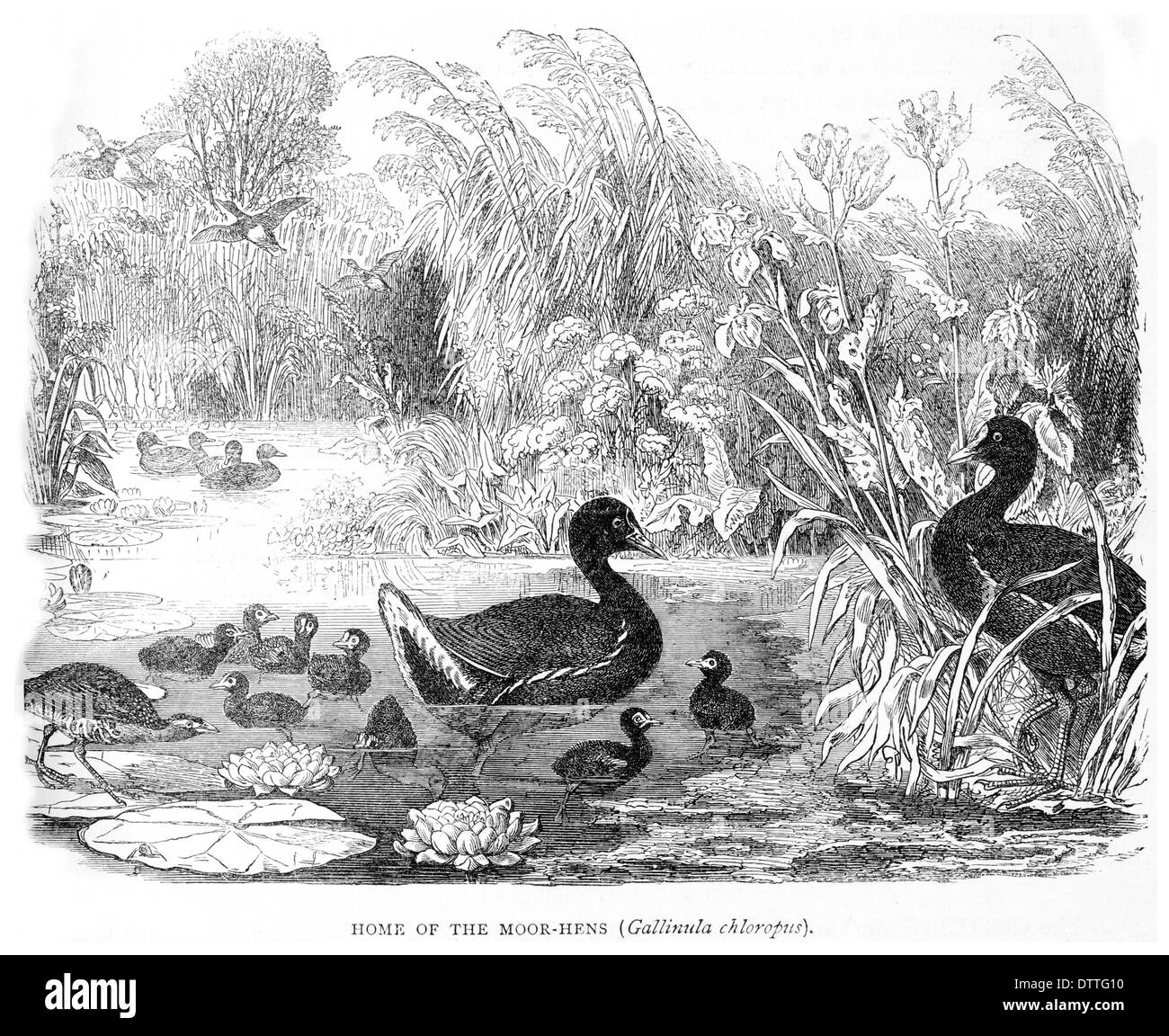 Vintage gallinula chloropus hi-res stock photography and images - Alamy