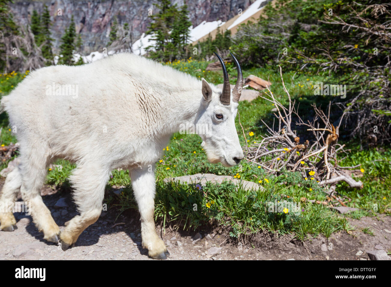 Goat heard hi-res stock photography and images - Alamy