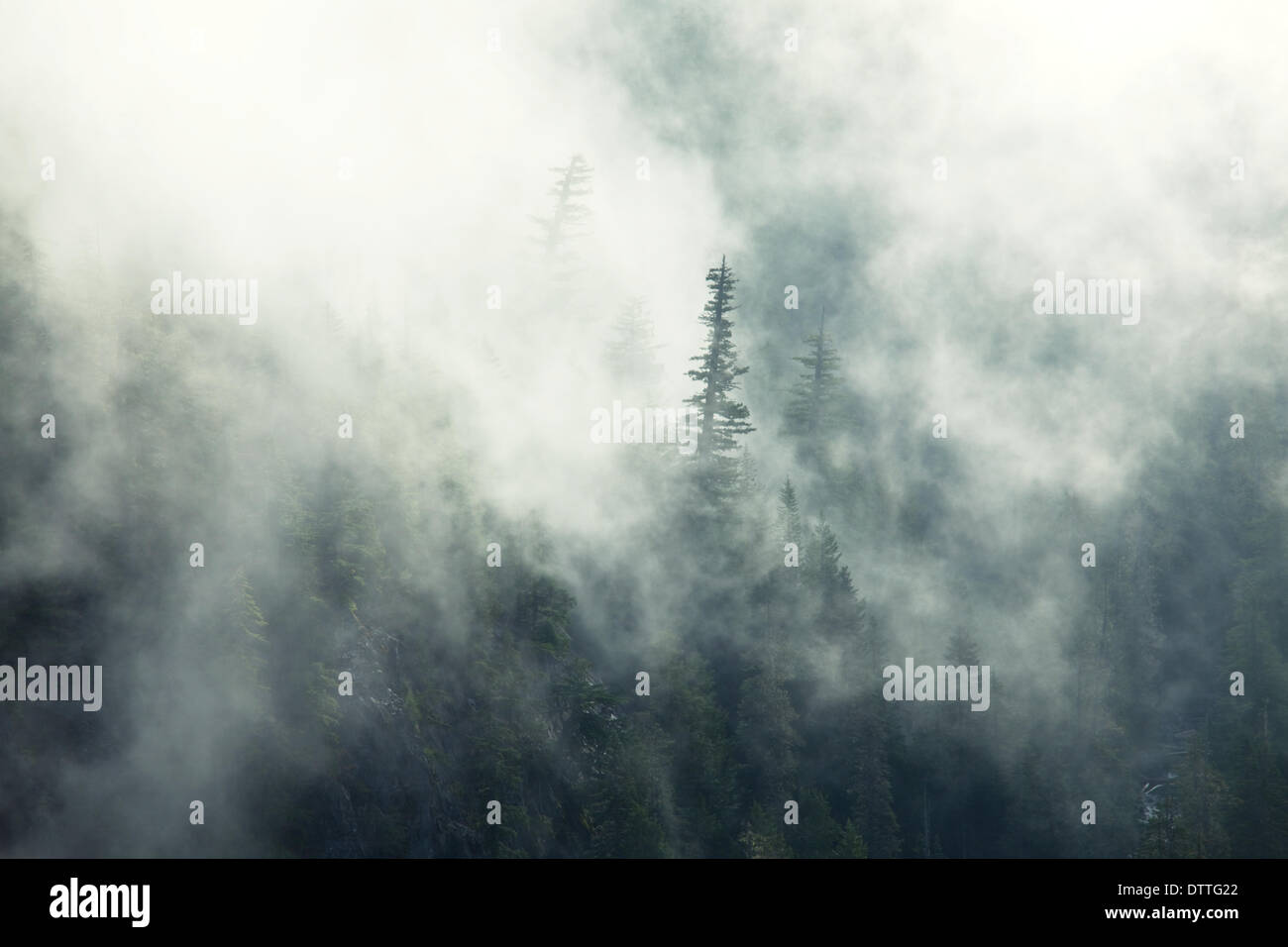 Fog in forest Stock Photo - Alamy