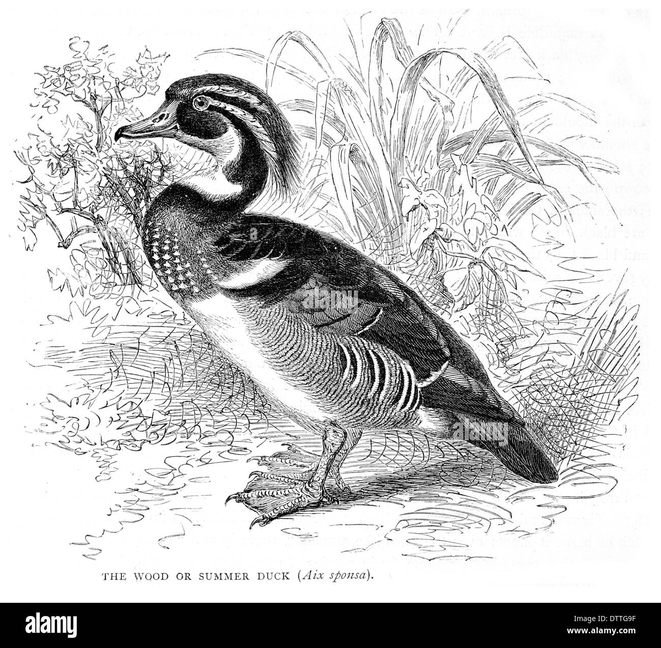 Print after wood engraving Cut Out Stock Images & Pictures - Alamy