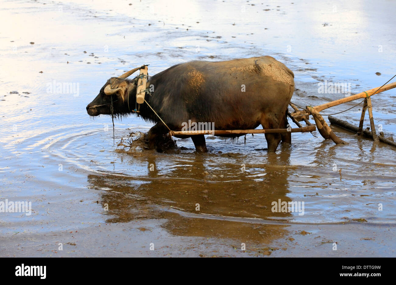 Buffalo in the field Indonesia, Bali Stock Photo - Alamy