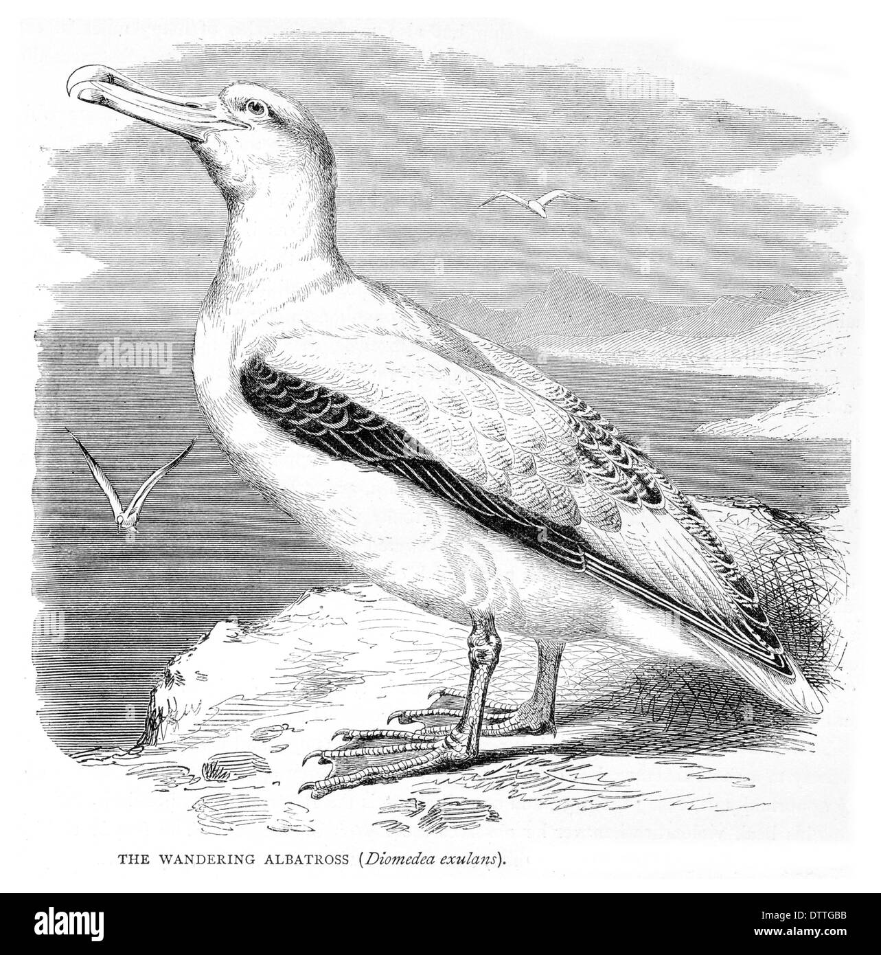 Wandering Albatross Drawing