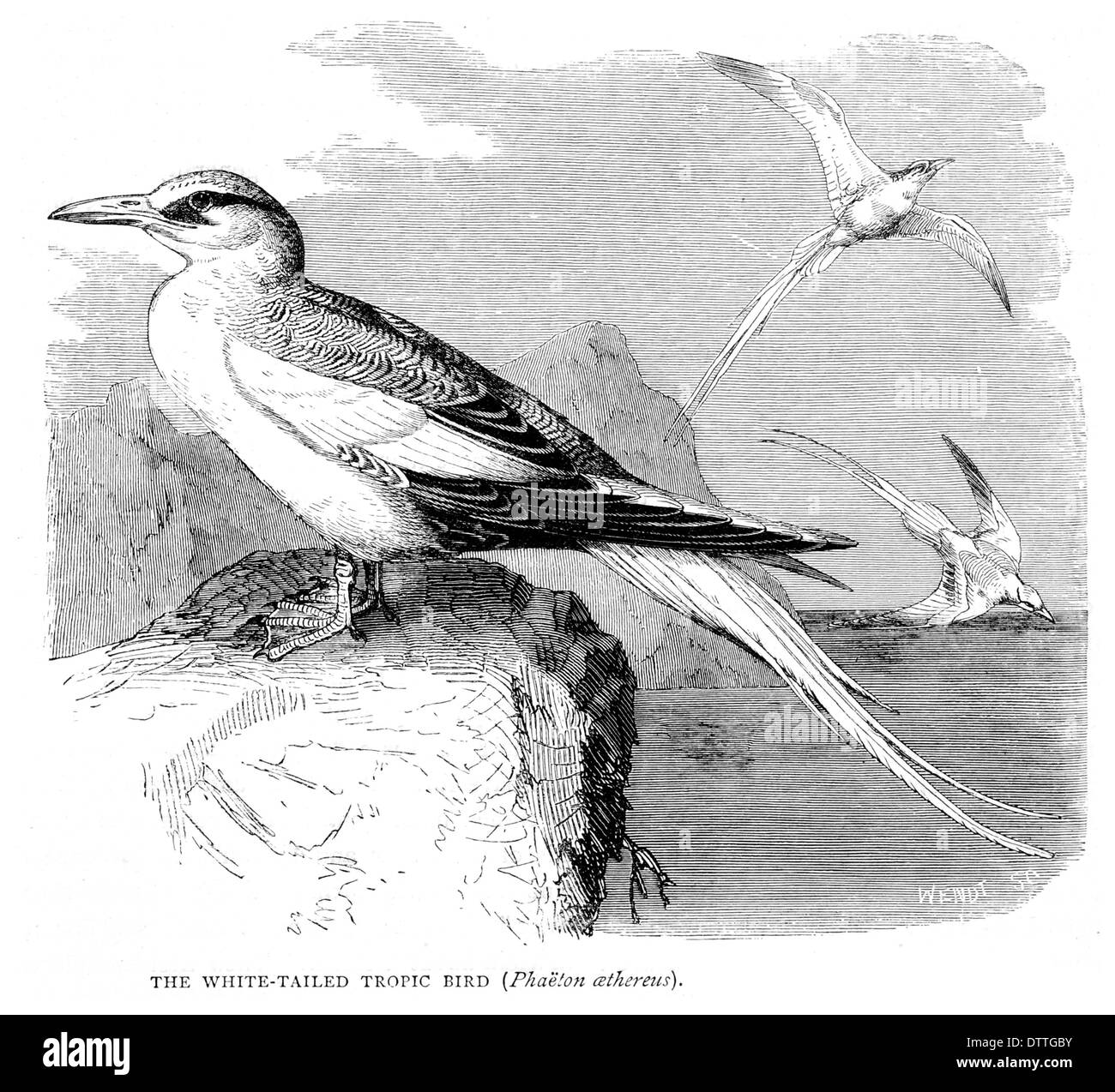 White tailed tropic bird hi-res stock photography and images - Alamy