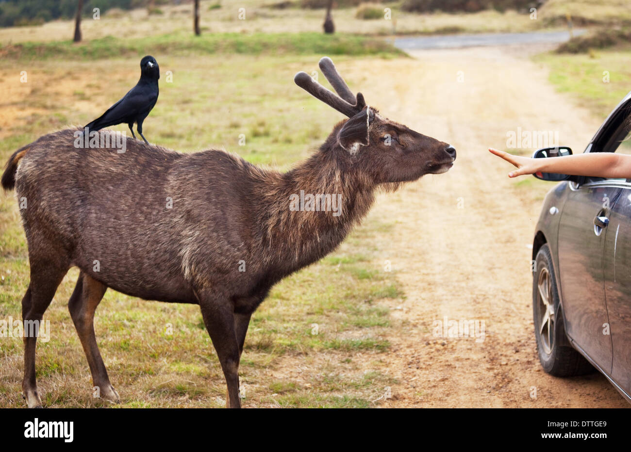 Deer by car hi-res stock photography and images - Alamy