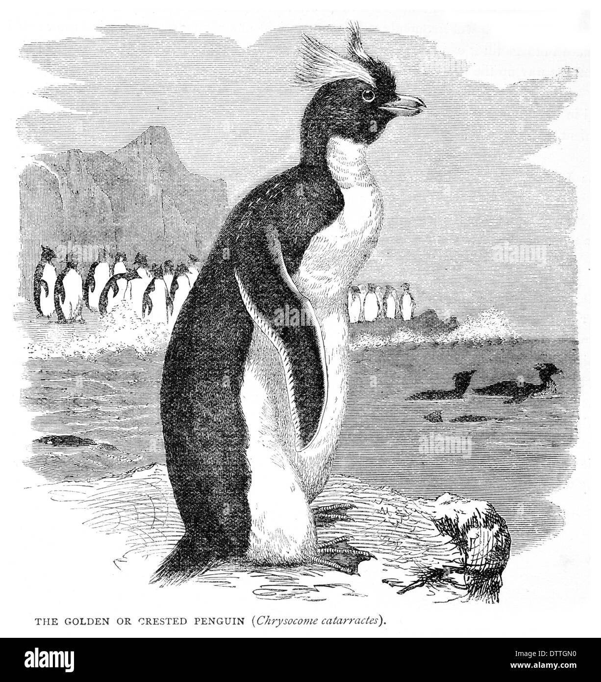 Rare penguin Cut Out Stock Images & Pictures - Alamy