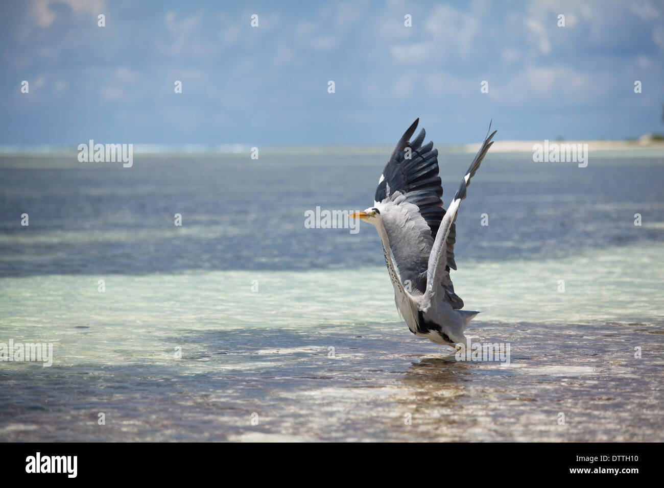 Bird on Maldives Stock Photo - Alamy