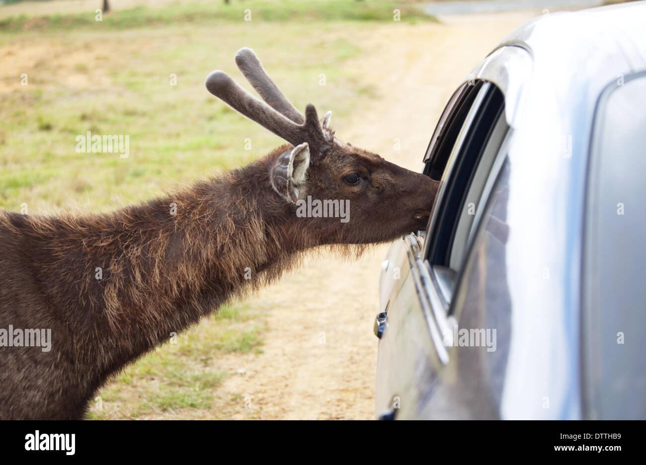 Deer by car hi-res stock photography and images - Alamy