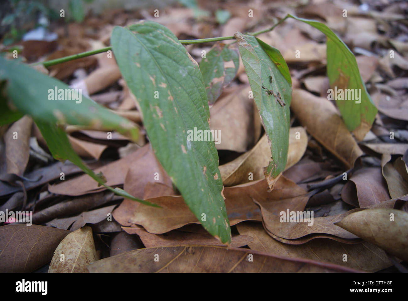 Leaves and yellow leaves hi-res stock photography and images - Alamy