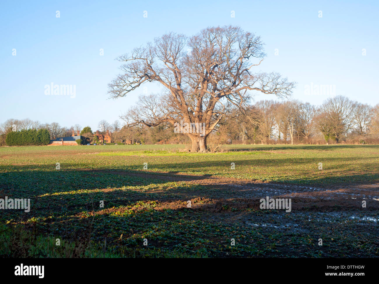 Leafless oak tree hi-res stock photography and images - Alamy