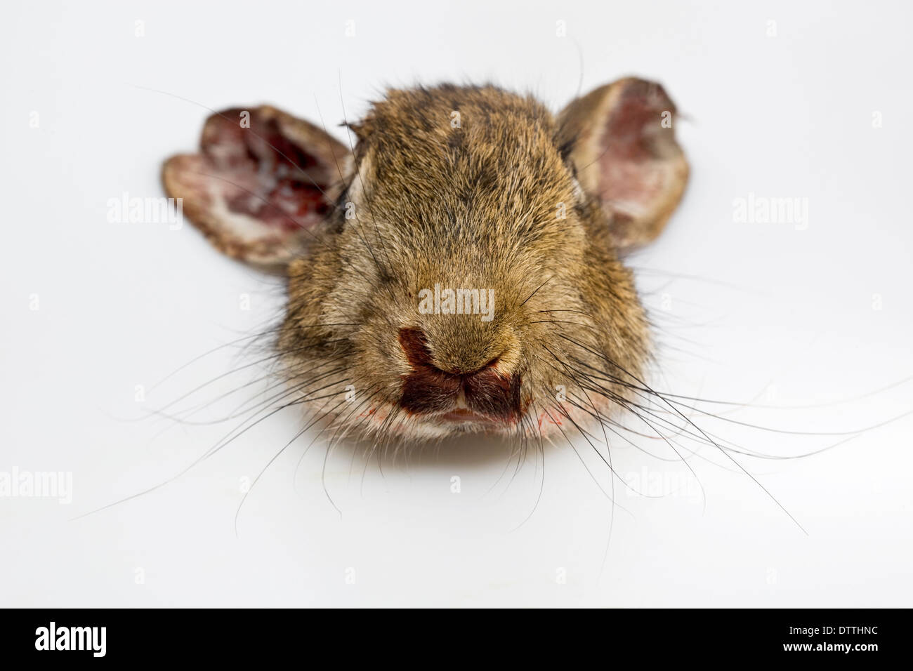 Raw Hare Head Stock Photo - Alamy