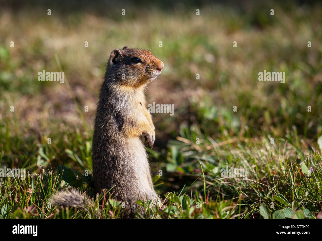 Rodent gopher hi-res stock photography and images - Alamy