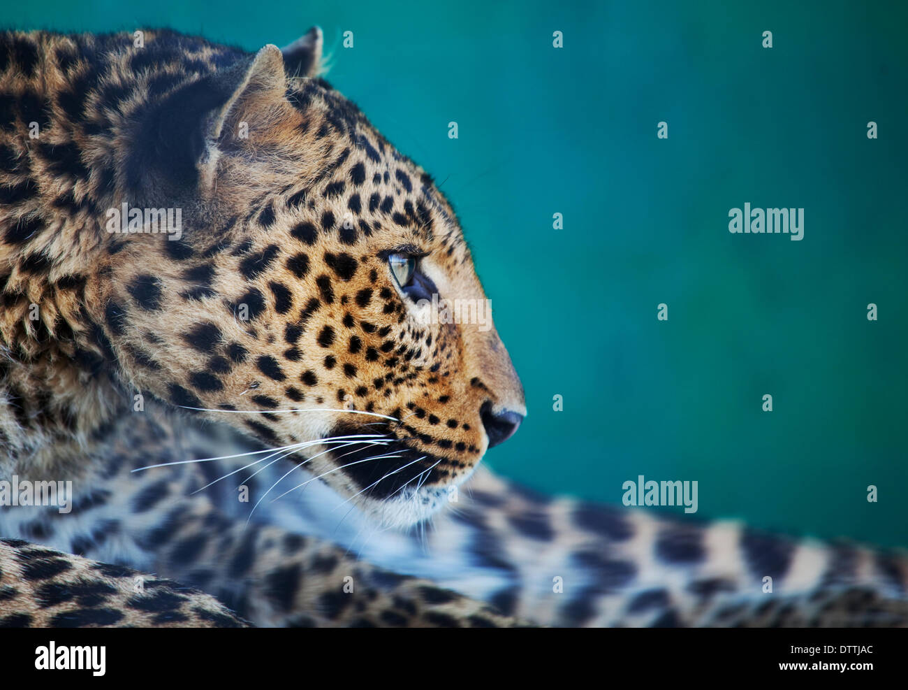 Lion and leopard hunt hi-res stock photography and images - Alamy
