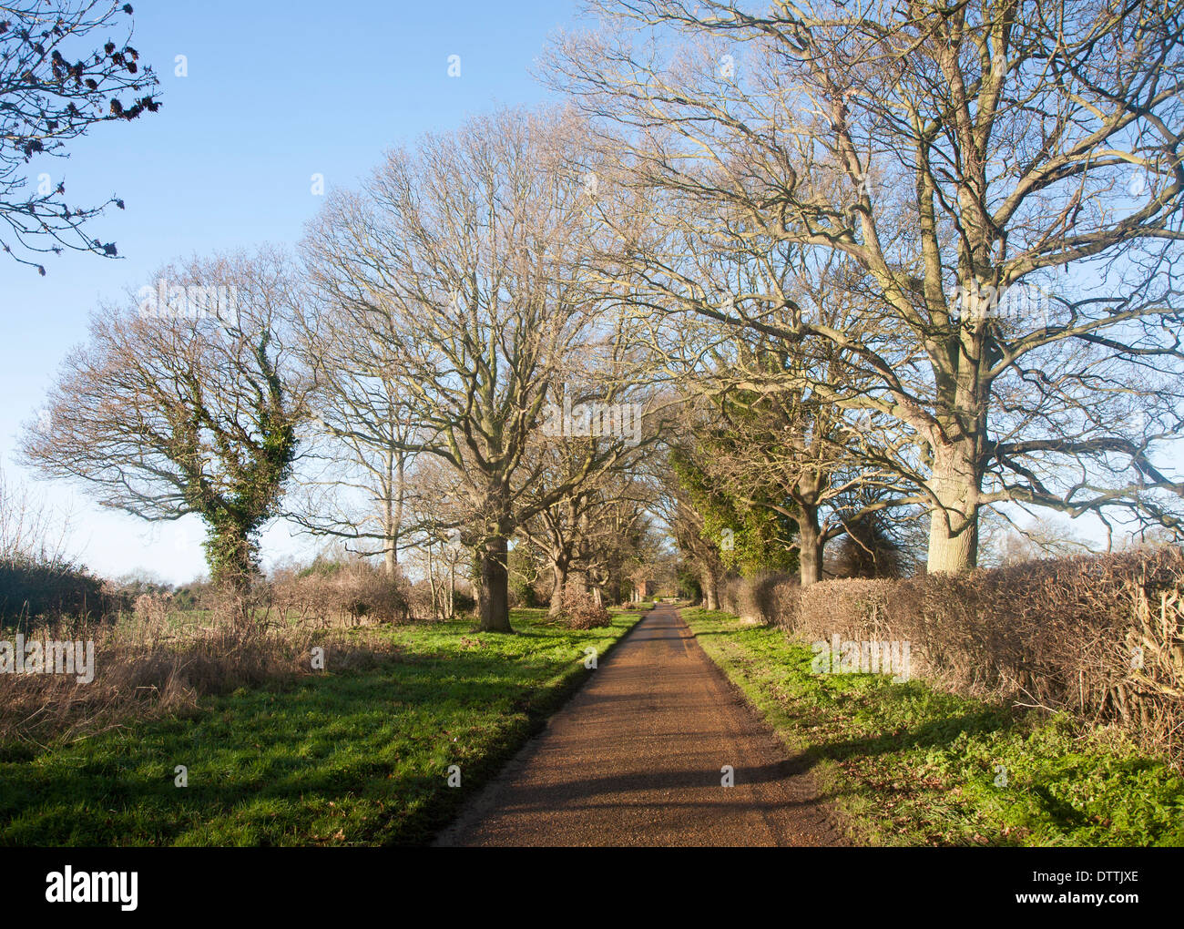 Landscape of long straight road passing trees in winter, Sutton ...