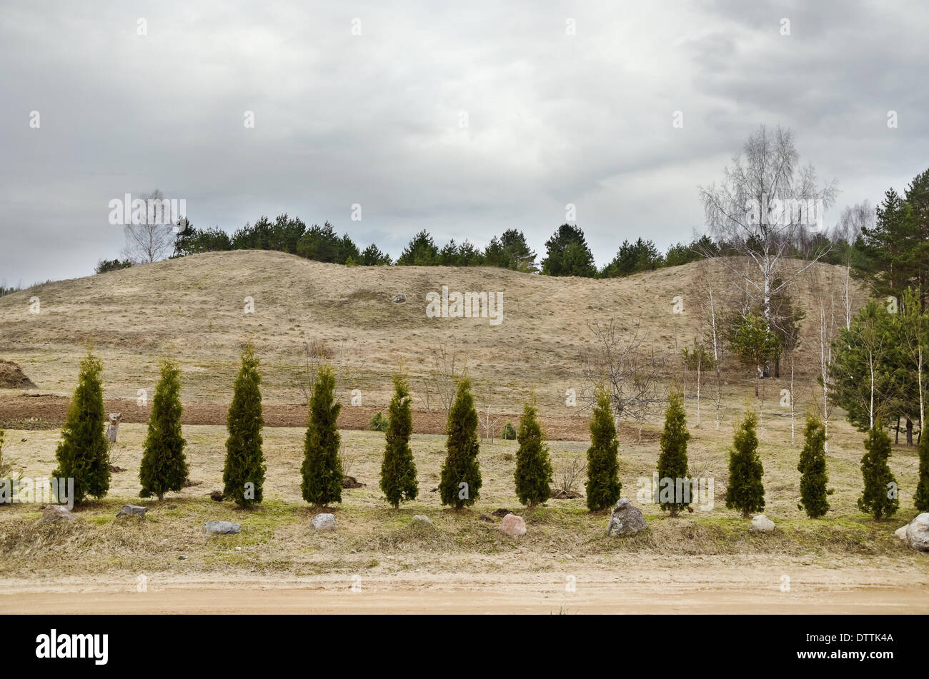 Row trees hi-res stock photography and images - Alamy
