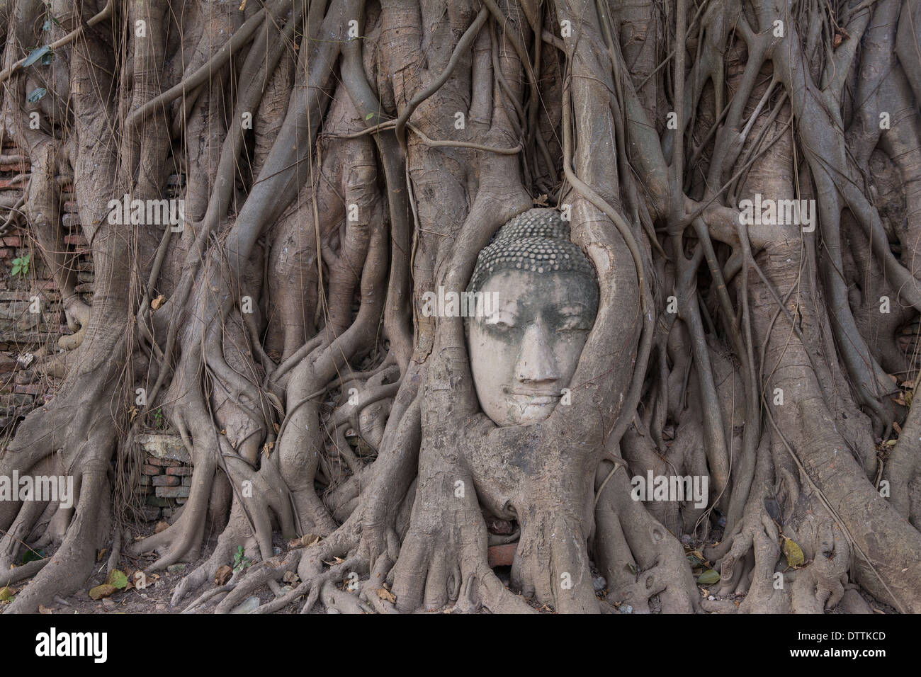 Root temple hi-res stock photography and images - Alamy