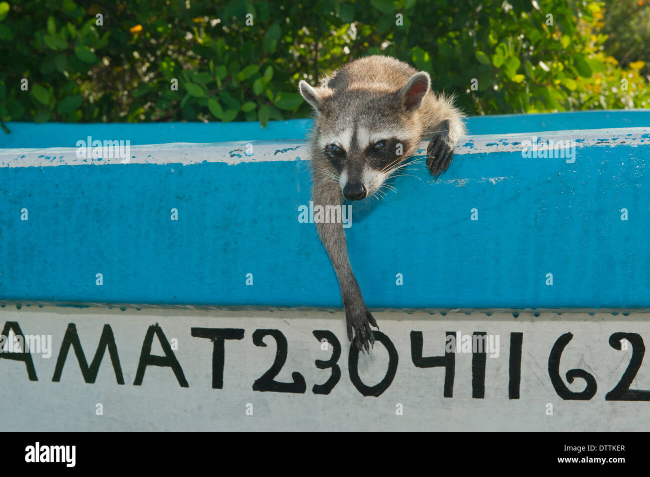 Pygmy Raccoon (Procyon pygmaeus) Sleeping in local boat, Critically ...