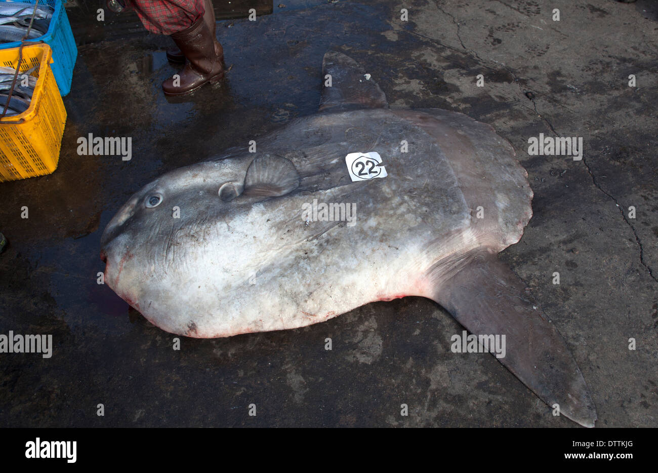 Landed fish hi-res stock photography and images - Alamy