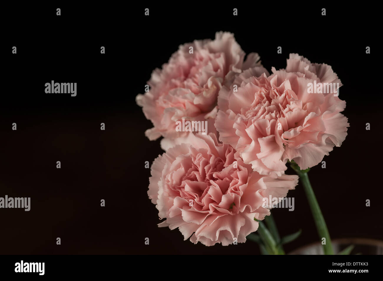 Three Pink Carnations On A Black Background Stock Photo - Alamy