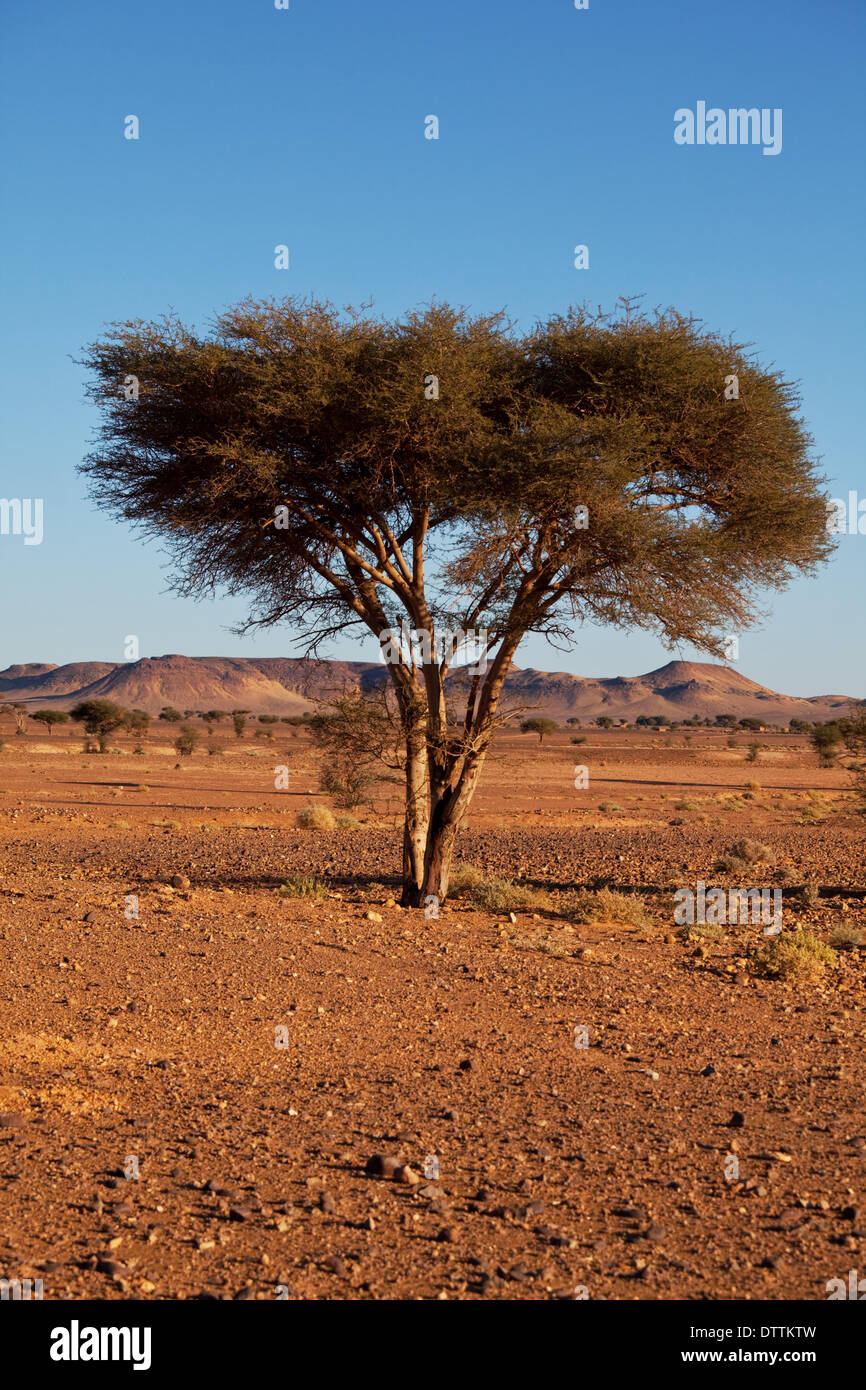 Tree in desert Stock Photo - Alamy
