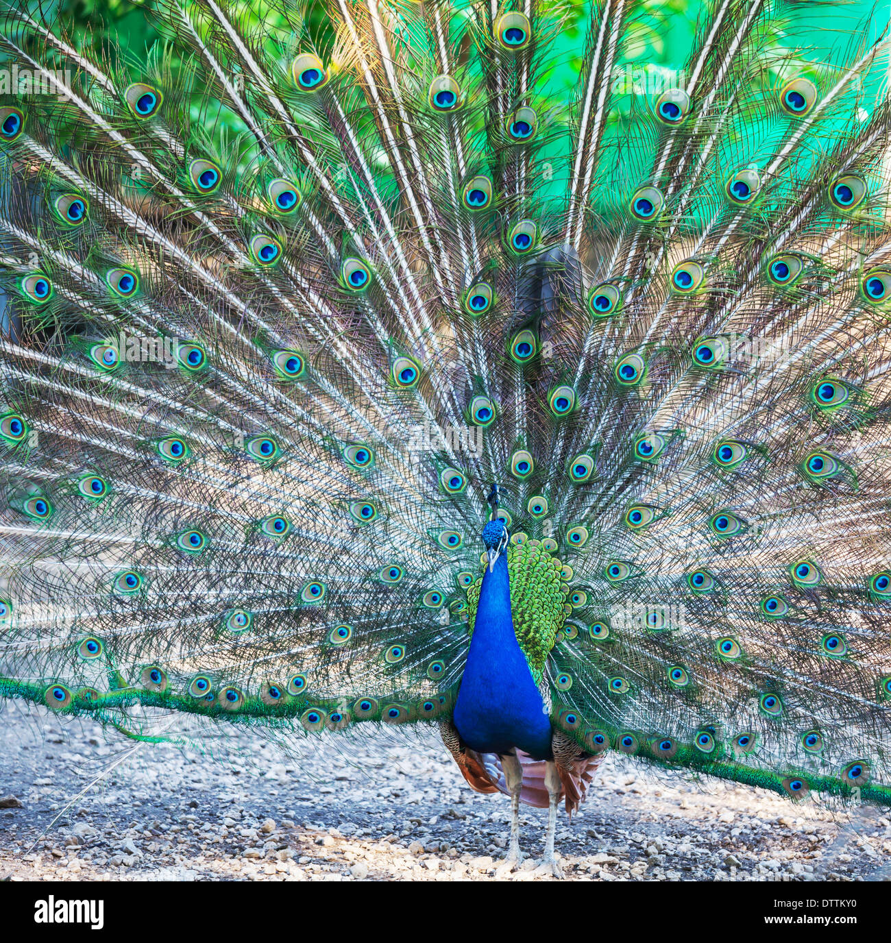 Peacock side profile hi-res stock photography and images - Alamy