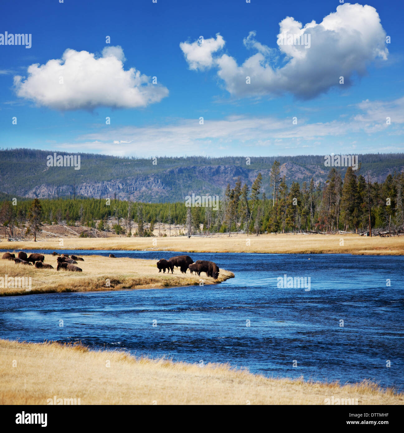 Bizon hi-res stock photography and images - Alamy