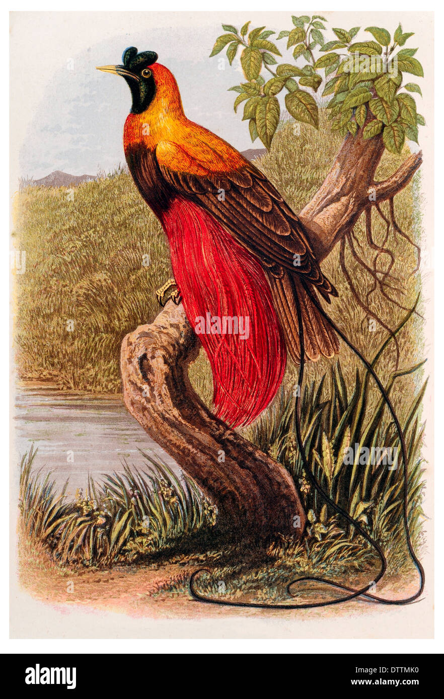 Ruby Bird of Paradise Paradisia rubra Stock Photo - Alamy