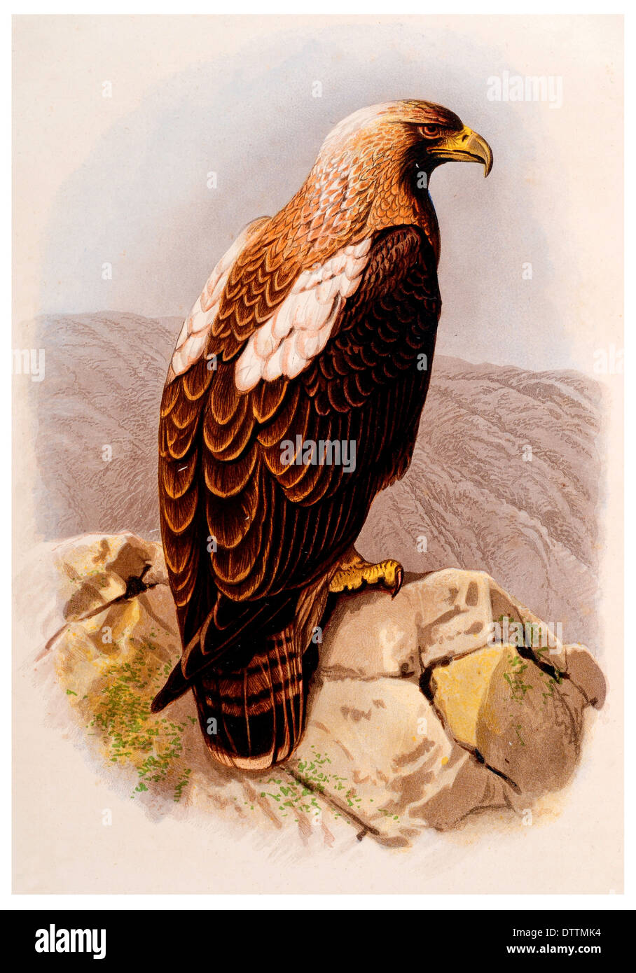 Imperial Eagle Aquila imperialis Stock Photo - Alamy