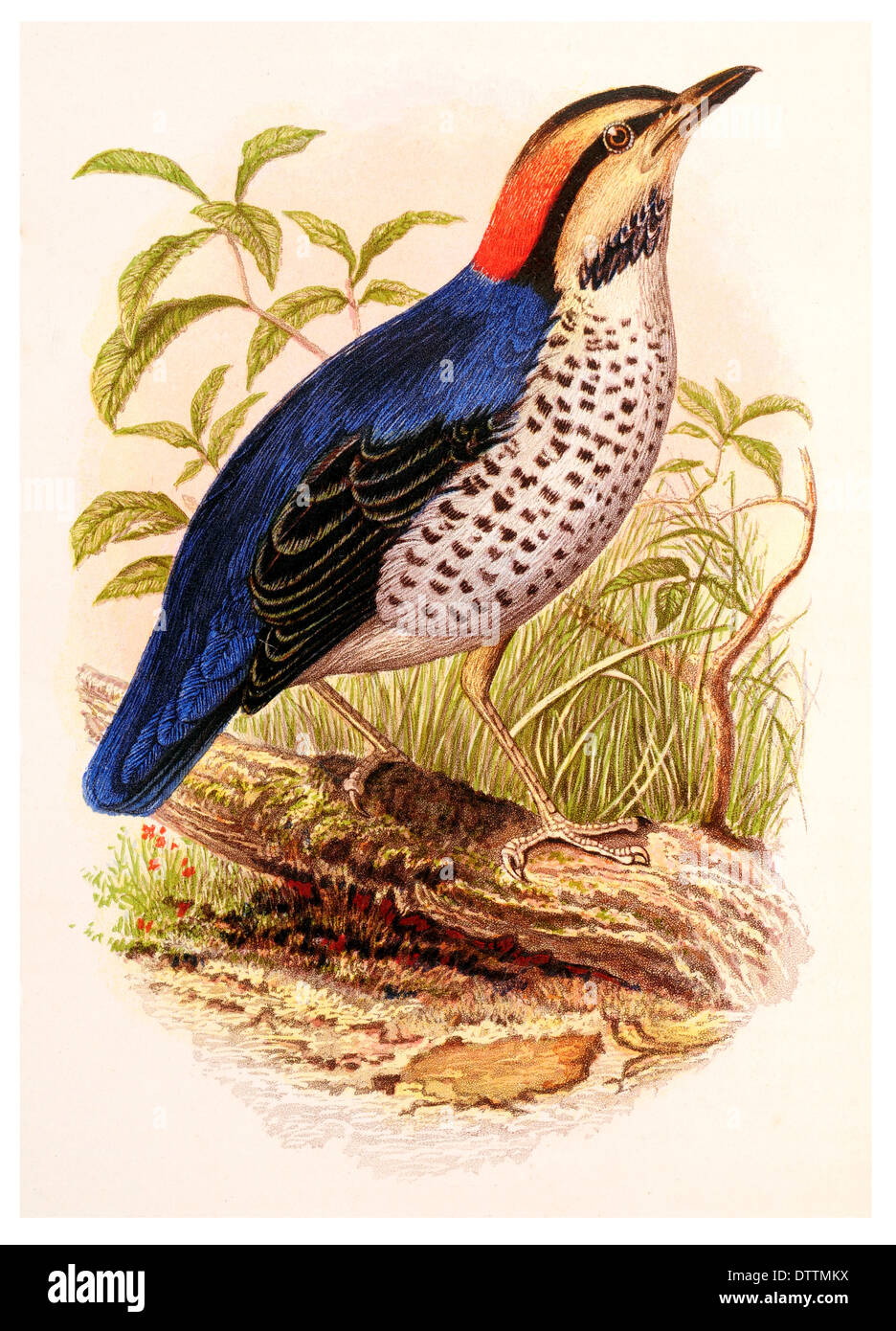 Azure Pitta Pitta Cyanea Stock Photo - Alamy