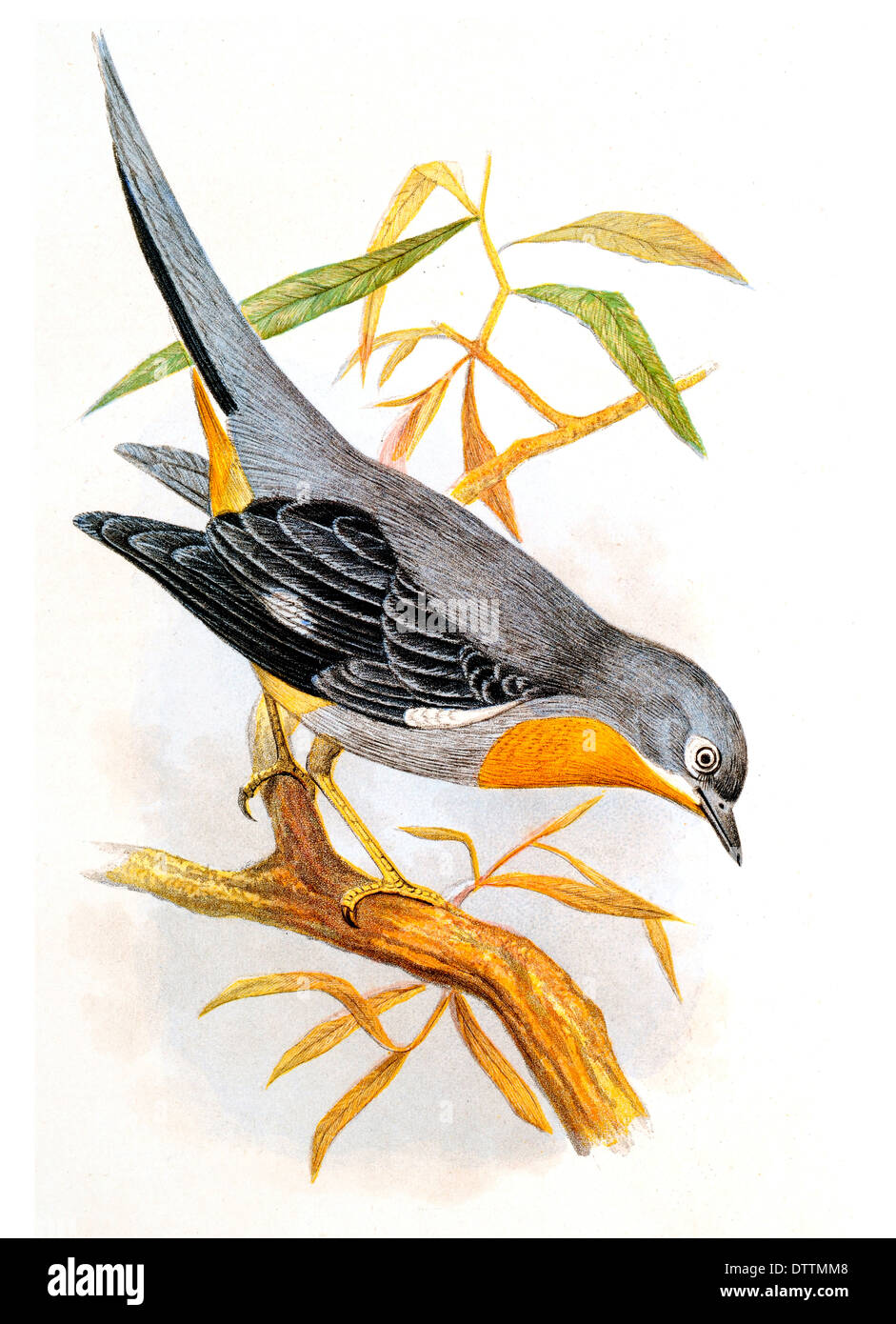 Fantail bird art hi-res stock photography and images - Alamy