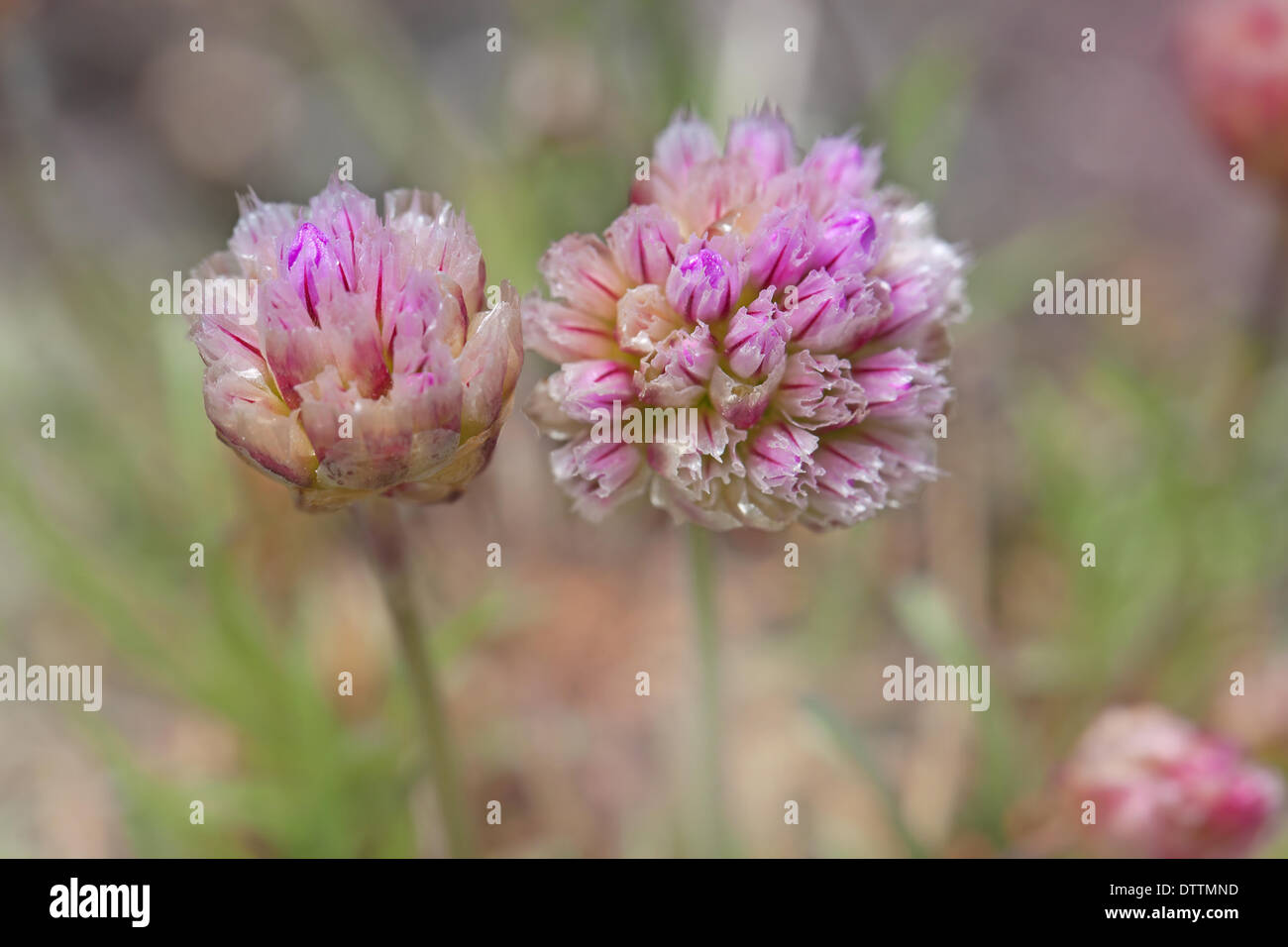 Thrift flower hi-res stock photography and images - Alamy