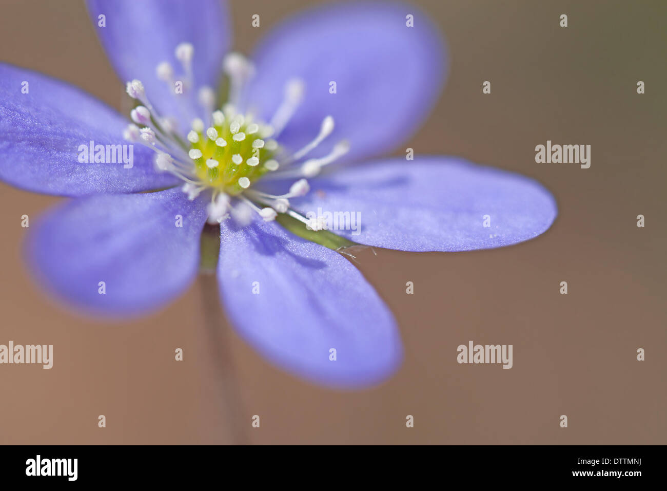 Close up delicate hepatica hi-res stock photography and images - Alamy