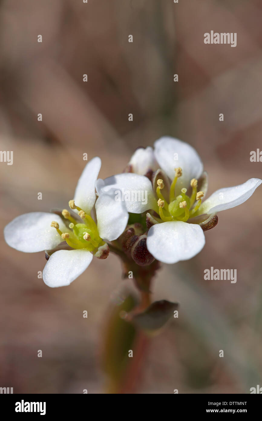 Yarrow Flower High Resolution Stock Photography and Images - Alamy