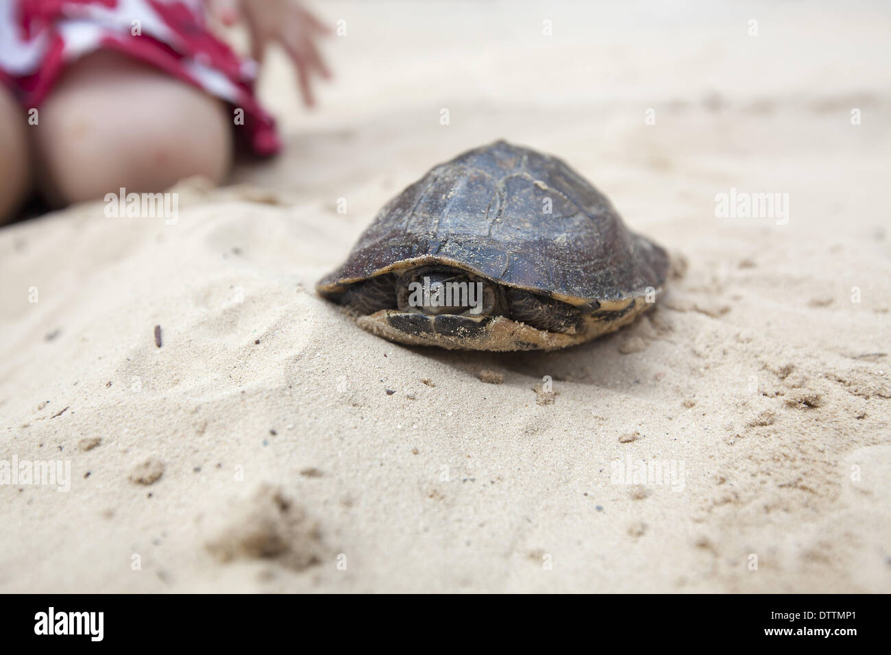 Pet turtle hi-res stock photography and images - Alamy