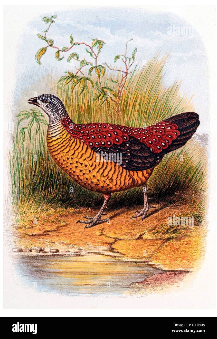 Spur fowl hi-res stock photography and images - Alamy