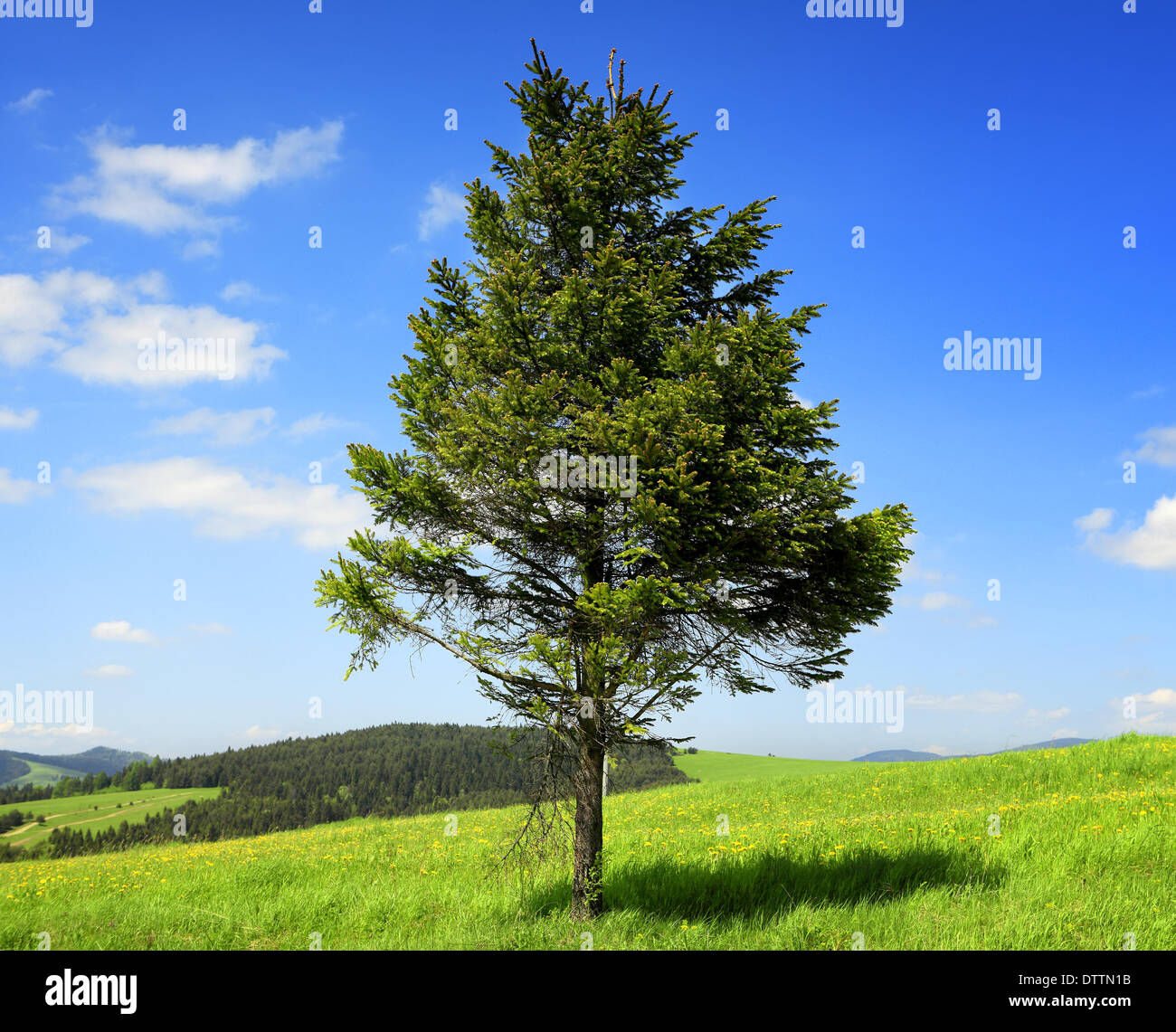 Pine tree in the mountain Stock Photo - Alamy
