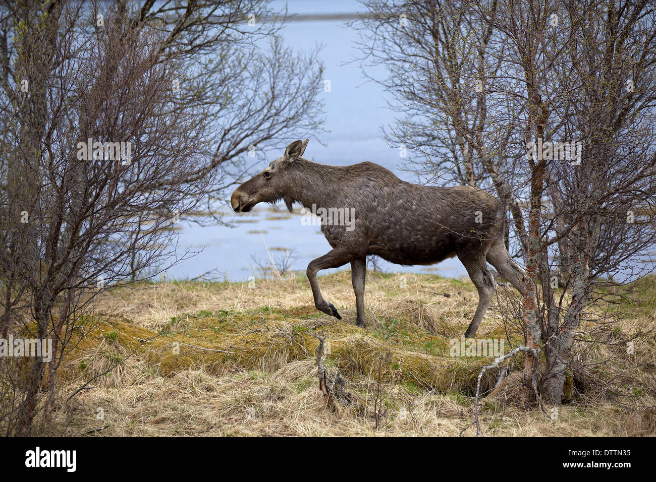 Wild moose hi-res stock photography and images - Alamy