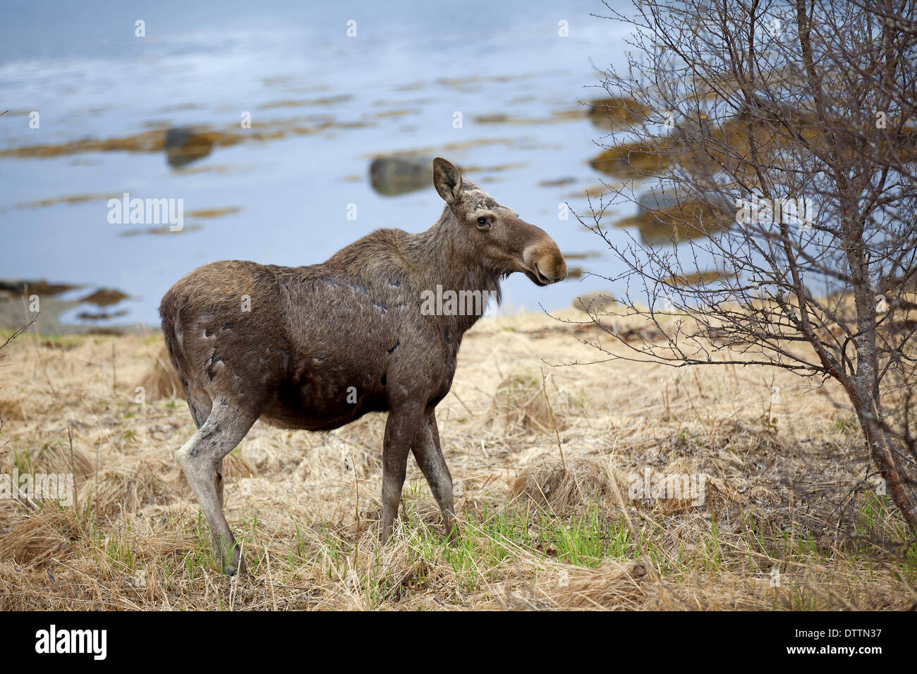 Alone moose hi-res stock photography and images - Alamy
