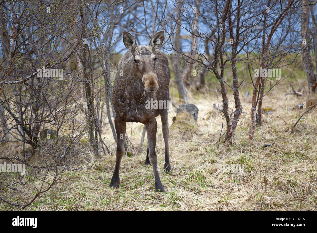 Alone moose hi-res stock photography and images - Alamy