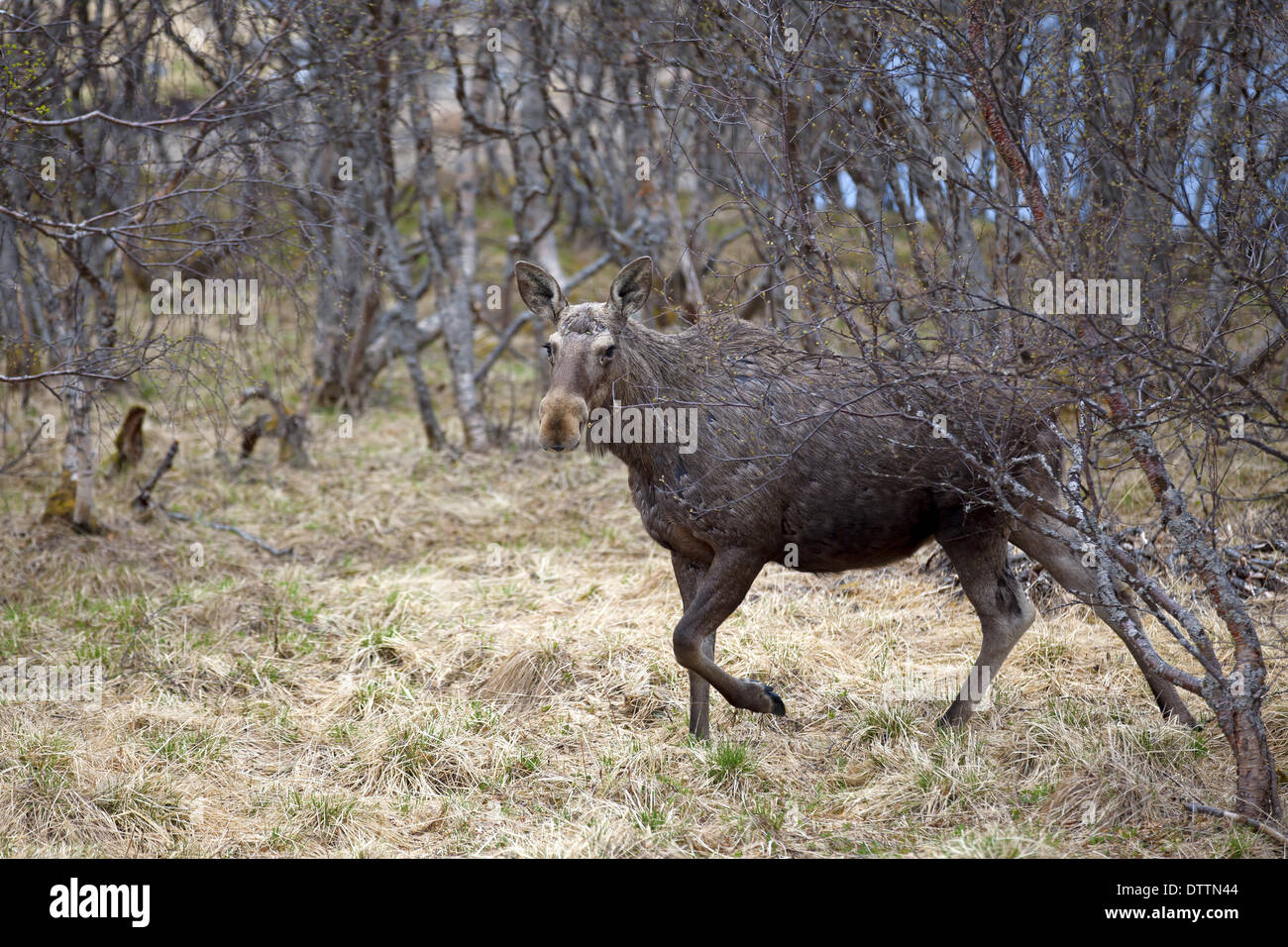 Alone moose hi-res stock photography and images - Alamy