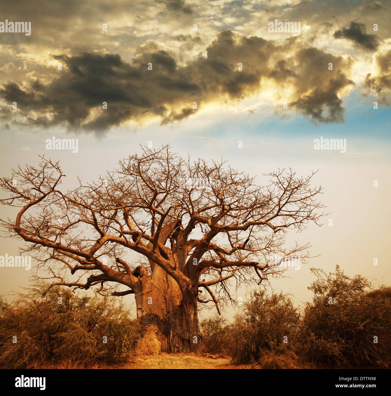 Baobab big tree namibia hi-res stock photography and images - Alamy