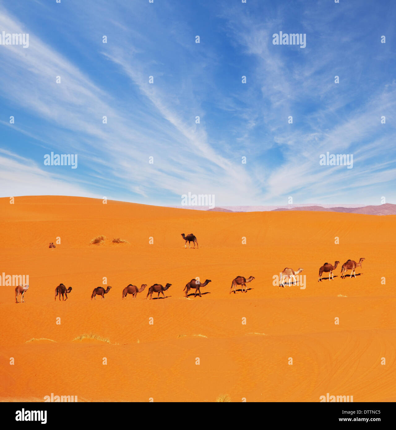 Camel caravan route hi-res stock photography and images - Alamy
