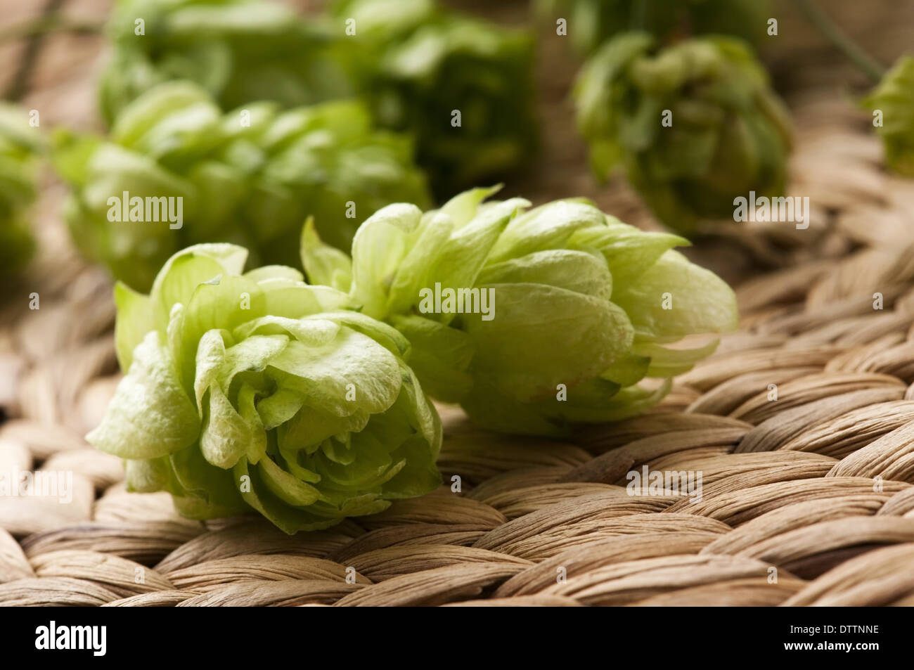 Hop cone and leaves Stock Photo - Alamy