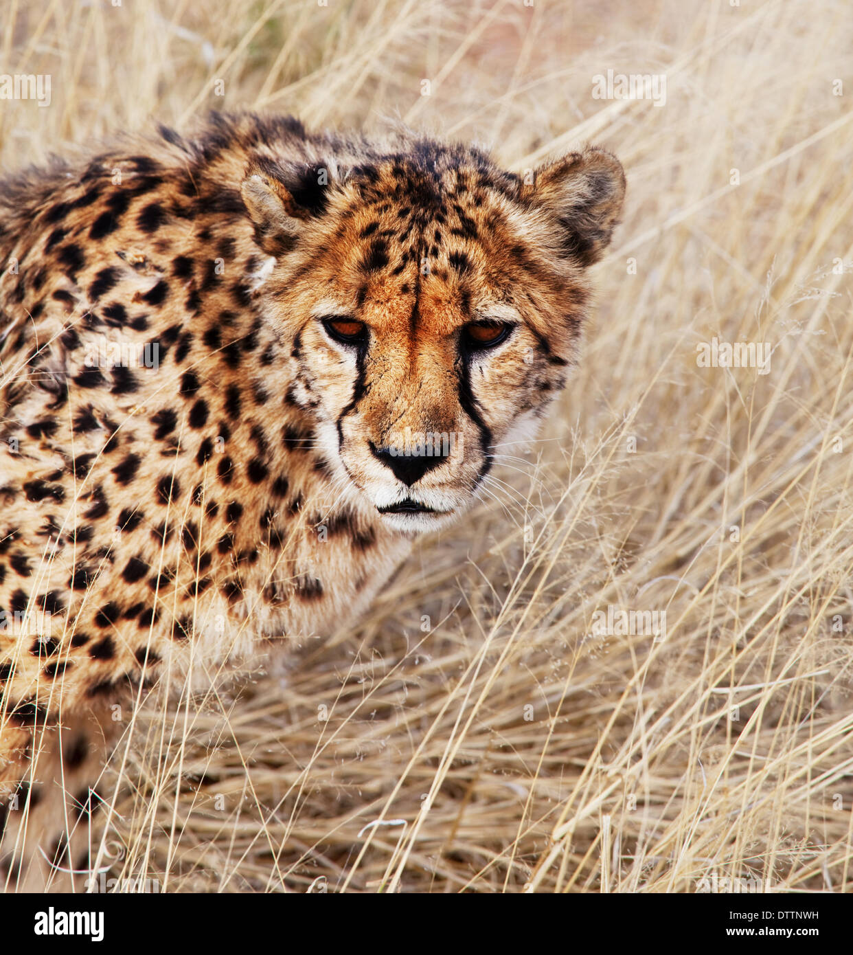 Chitah hi-res stock photography and images - Alamy