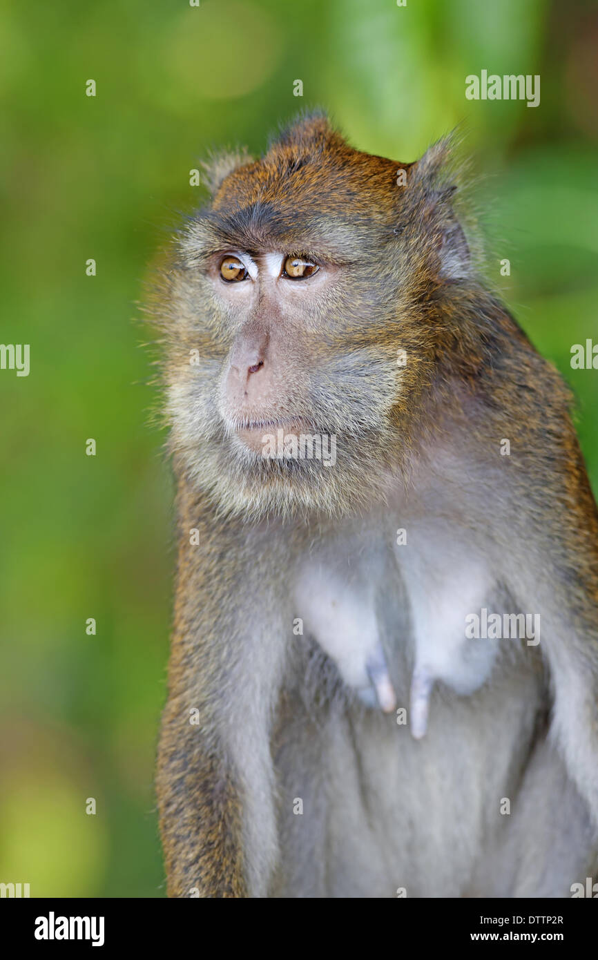 Philippines wildlife macaque hi-res stock photography and images - Alamy